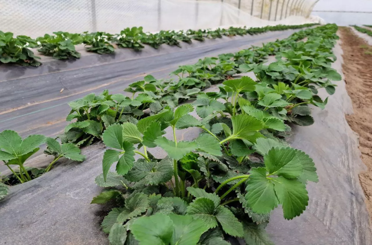 Roztocz truskawkowiec – czy rzuci wyzwanie plantatorom w obecnym sezonie?