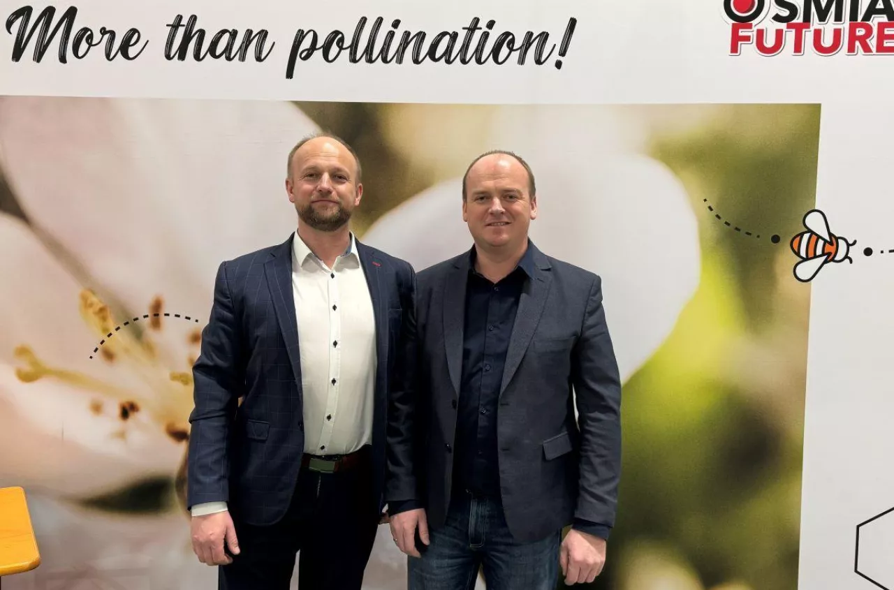 Murarka ogrodowa i rogata – innowacyjne podejście do zapylania upraw